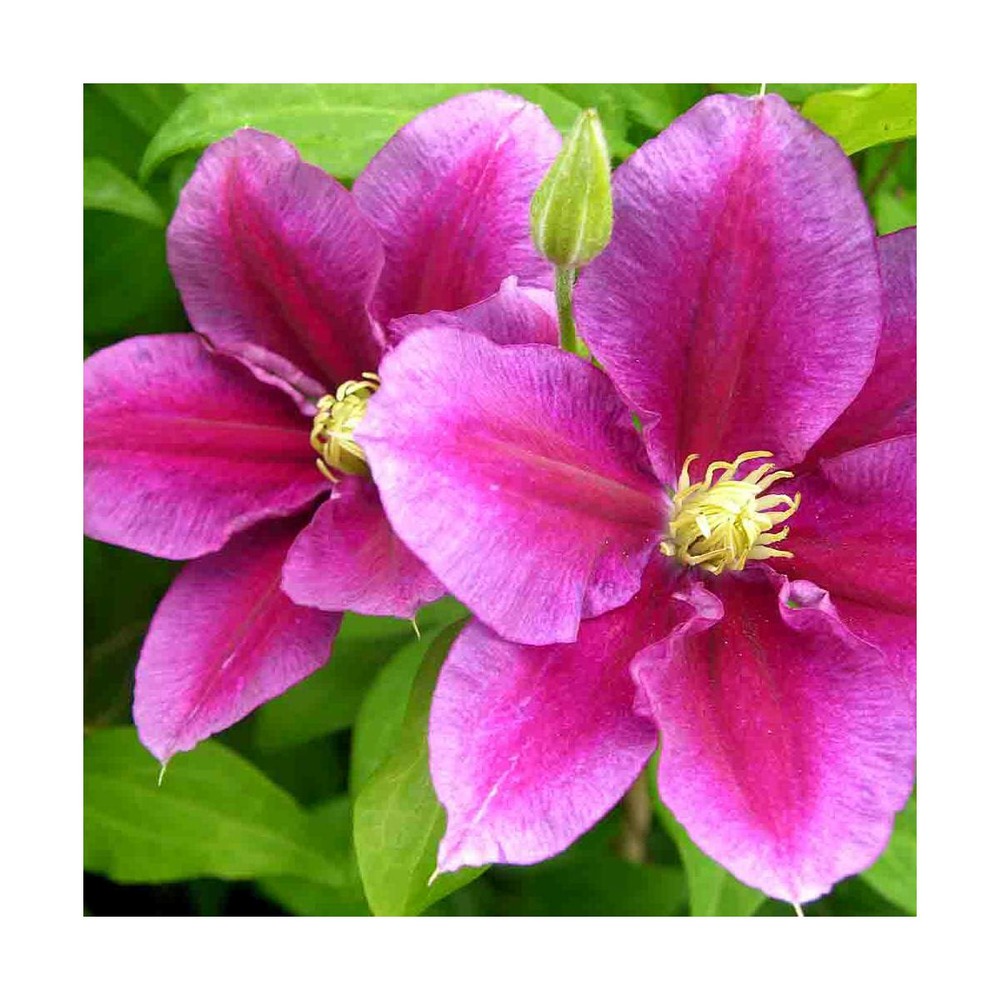 Clématite hania/clematis hania[-]pot de 3l - echelle bambou 60/120 cm ...