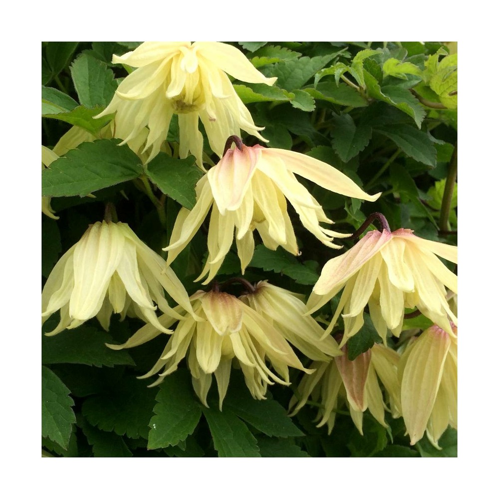 Clématite macropetala amber® 'wit141205'/clematis koreana amber ...