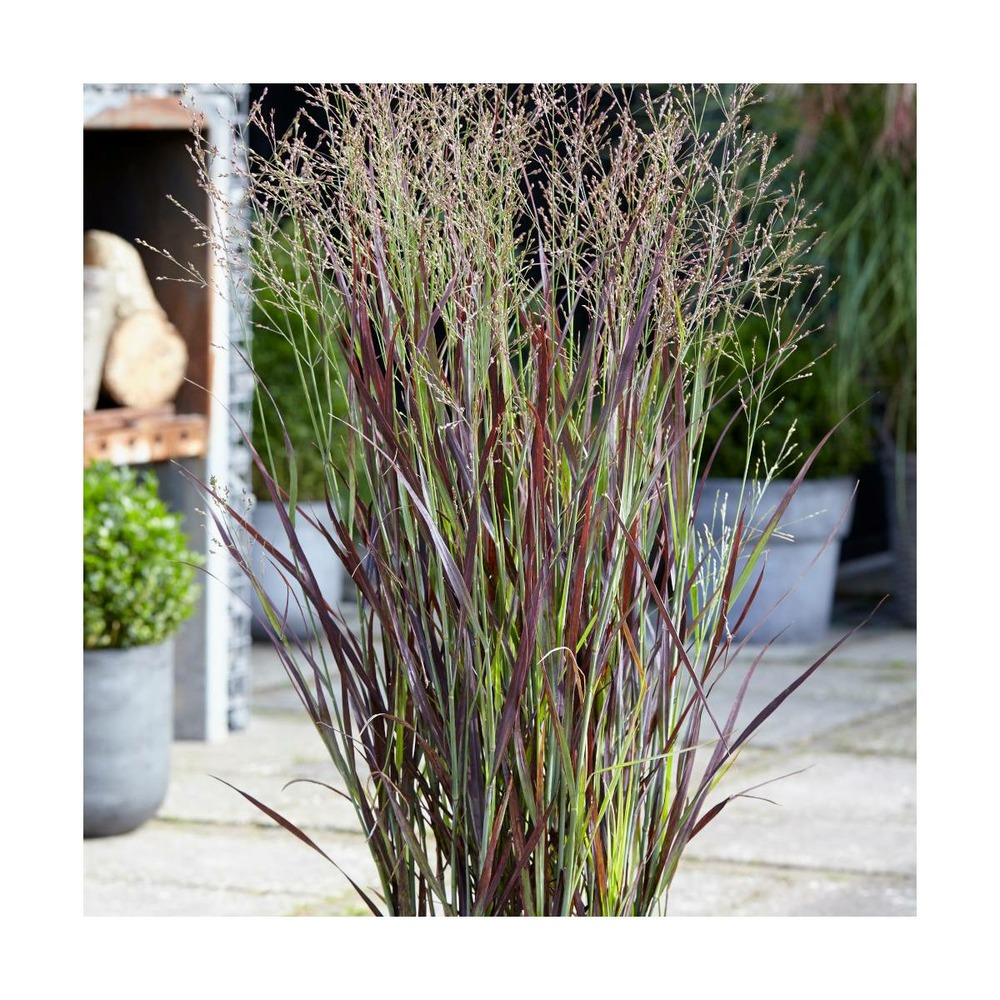Panic virgatum purple breeze® 'joz276'/panicum virgatum purple breeze ...