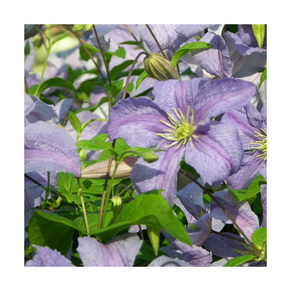 Clématite blue angel/clematis blue angel[-]pot de 3l - echelle bambou ...