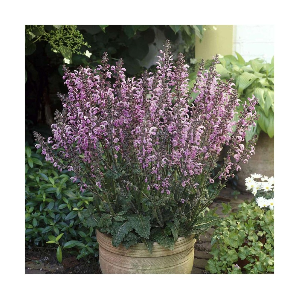 Sauge pink delight®/salvia x pink delight®[-]lot de 9 godets | Truffaut
