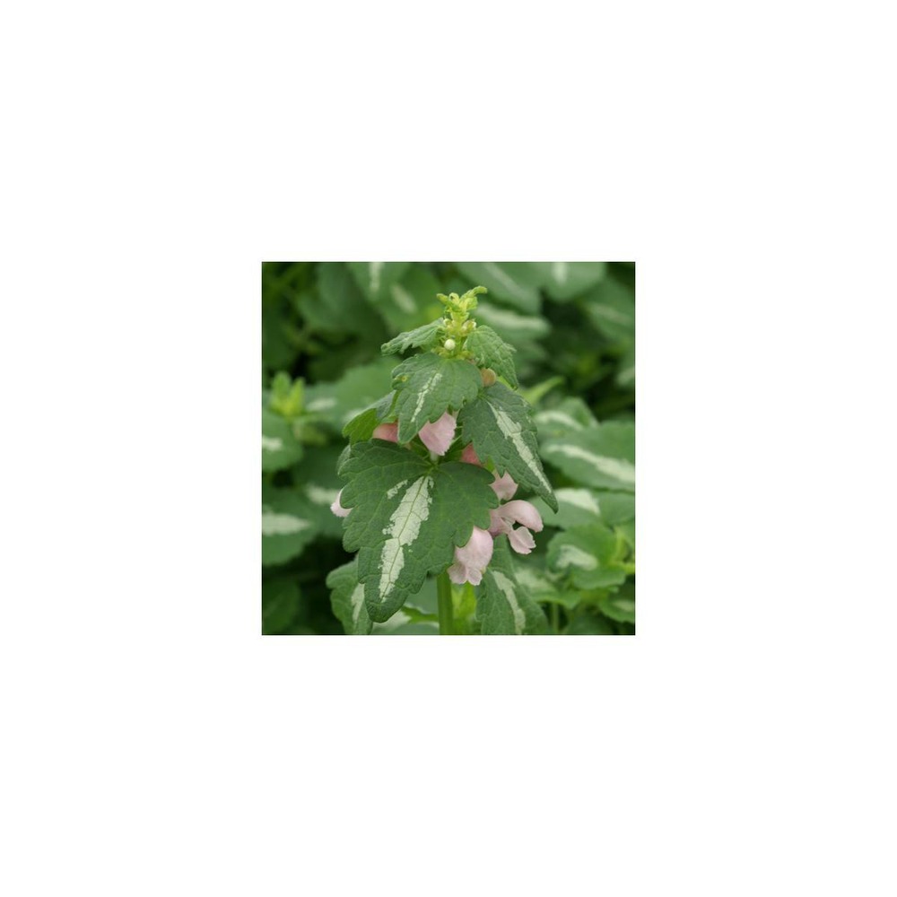 Lamier maculé shell pink/lamium maculatum shell pink[-]lot de 5 godets ...