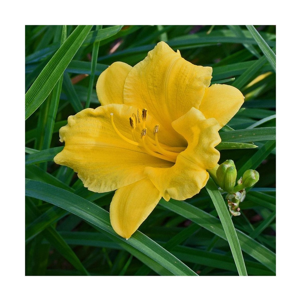 Hémérocalle president rice/hemerocallis president rice[-]lot de 5 ...
