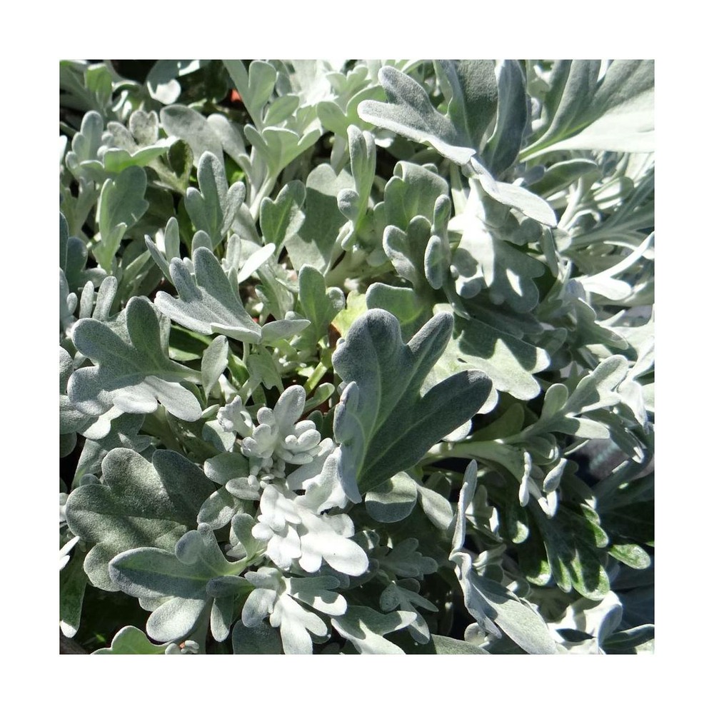 Armoise à feuilles de cinéraire morris strain/artemisia stelleriana ...