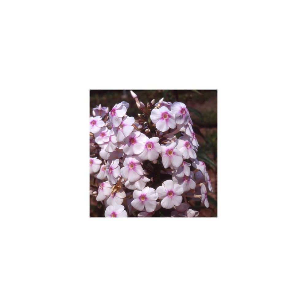 Phlox maculé omega/phlox maculata omega[-]lot de 5 godets | Truffaut