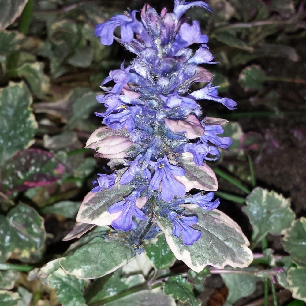 Bugle rampante reptans variegata | Truffaut