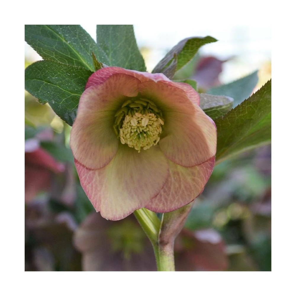 Hellébore orientale peach/helleborus orientalis peach[-]lot de 3 godets ...