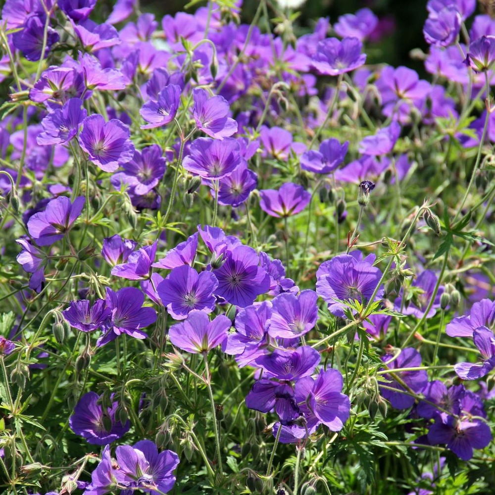 Géranium vivace orion/geranium orion[-]lot de 3 godets | Truffaut