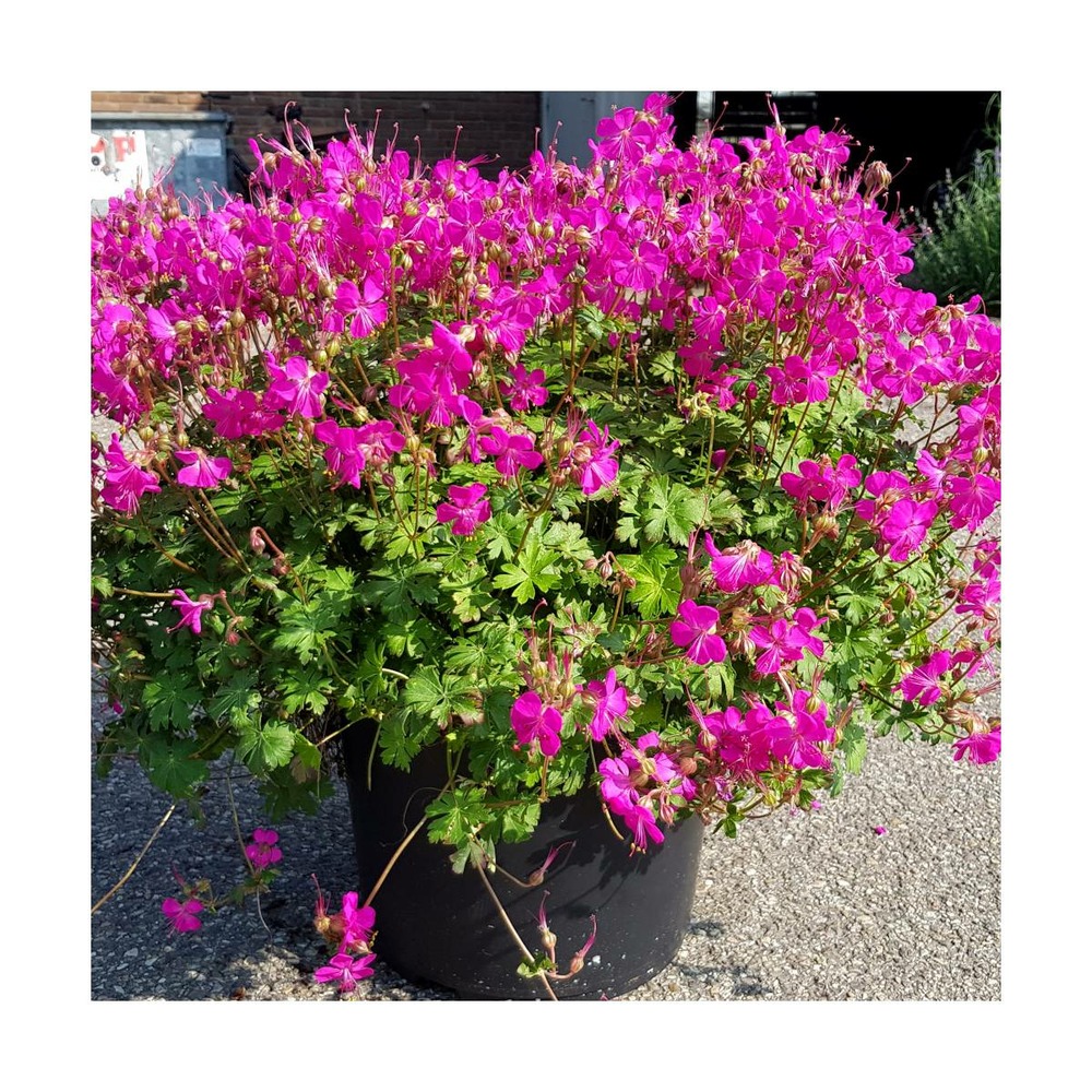 Géranium vivace intense®/geranium cantabrigiense intense®[-]lot de 9 ...