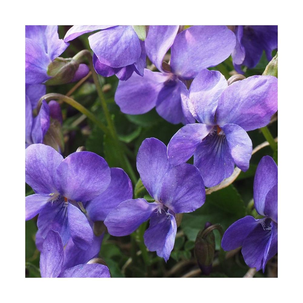 Violette parfumée mrs pinehurst/viola x mrs pinehurst[-]lot de 9 godets ...