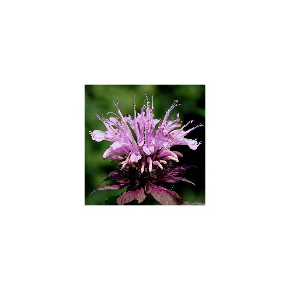 Monarde beauty of cobham/monarda x beauty of cobham[-]lot de 5 godets ...