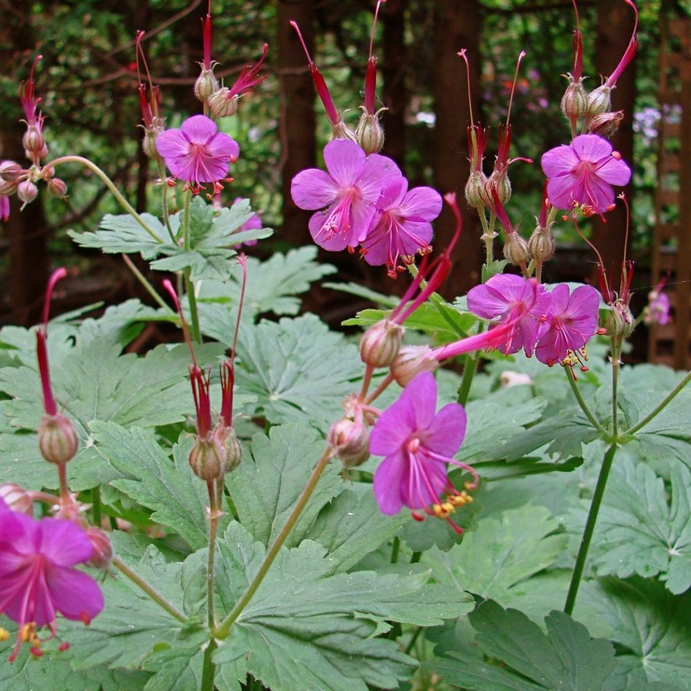Géranium à grosses racines macrorrhizum bevan's variety/geranium ...