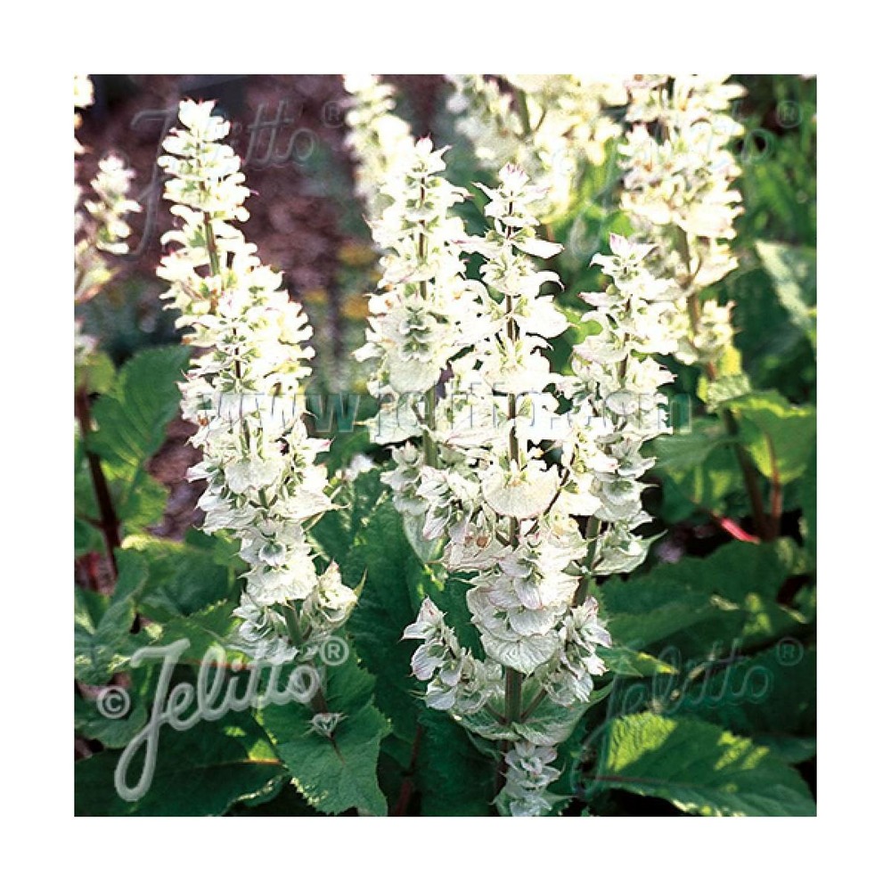 Sauge sclarée vatican white/salvia sclarea vatican white[-]lot de 5 ...