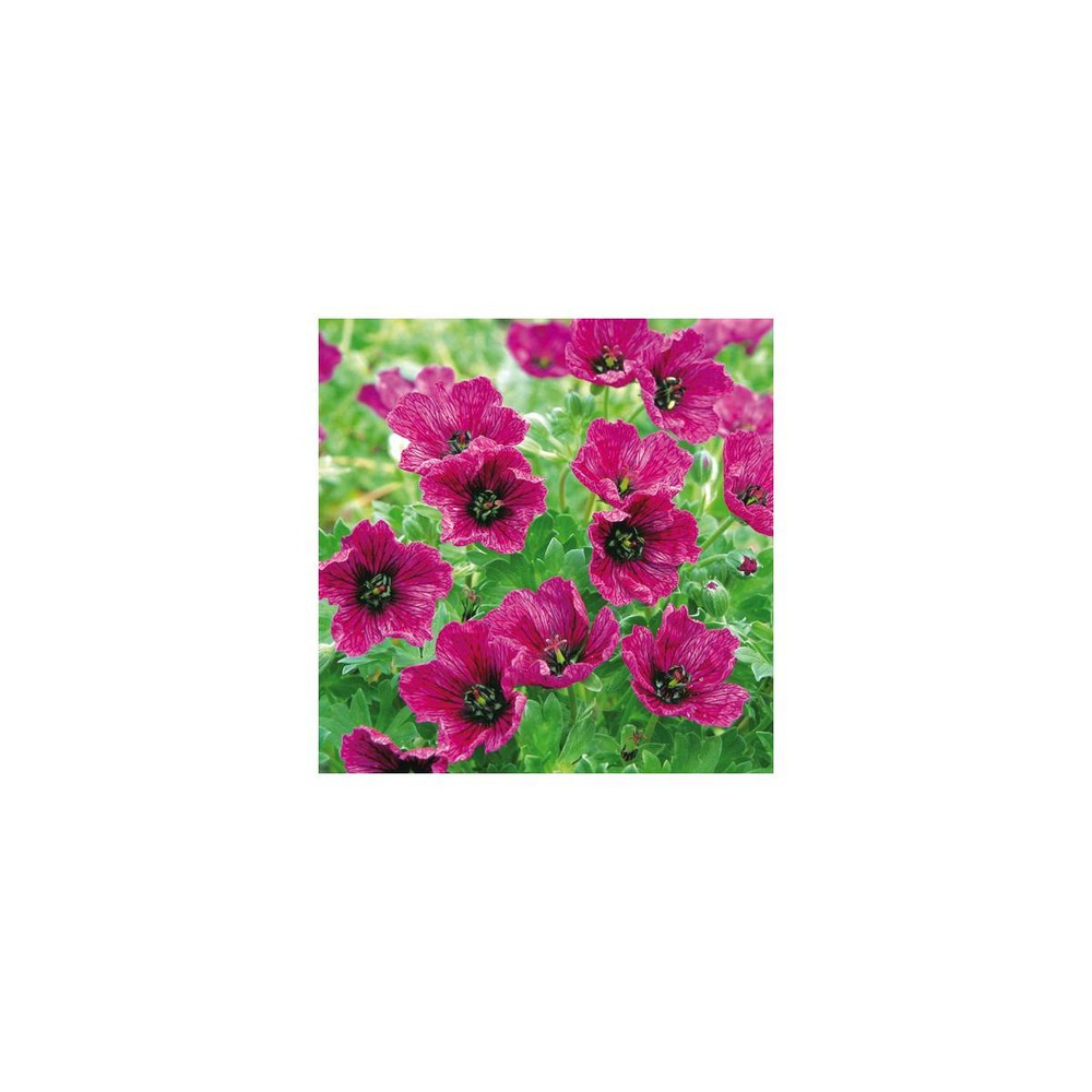 Géranium vivace à feuilles cendrées cinereum purple pillow®/geranium ...