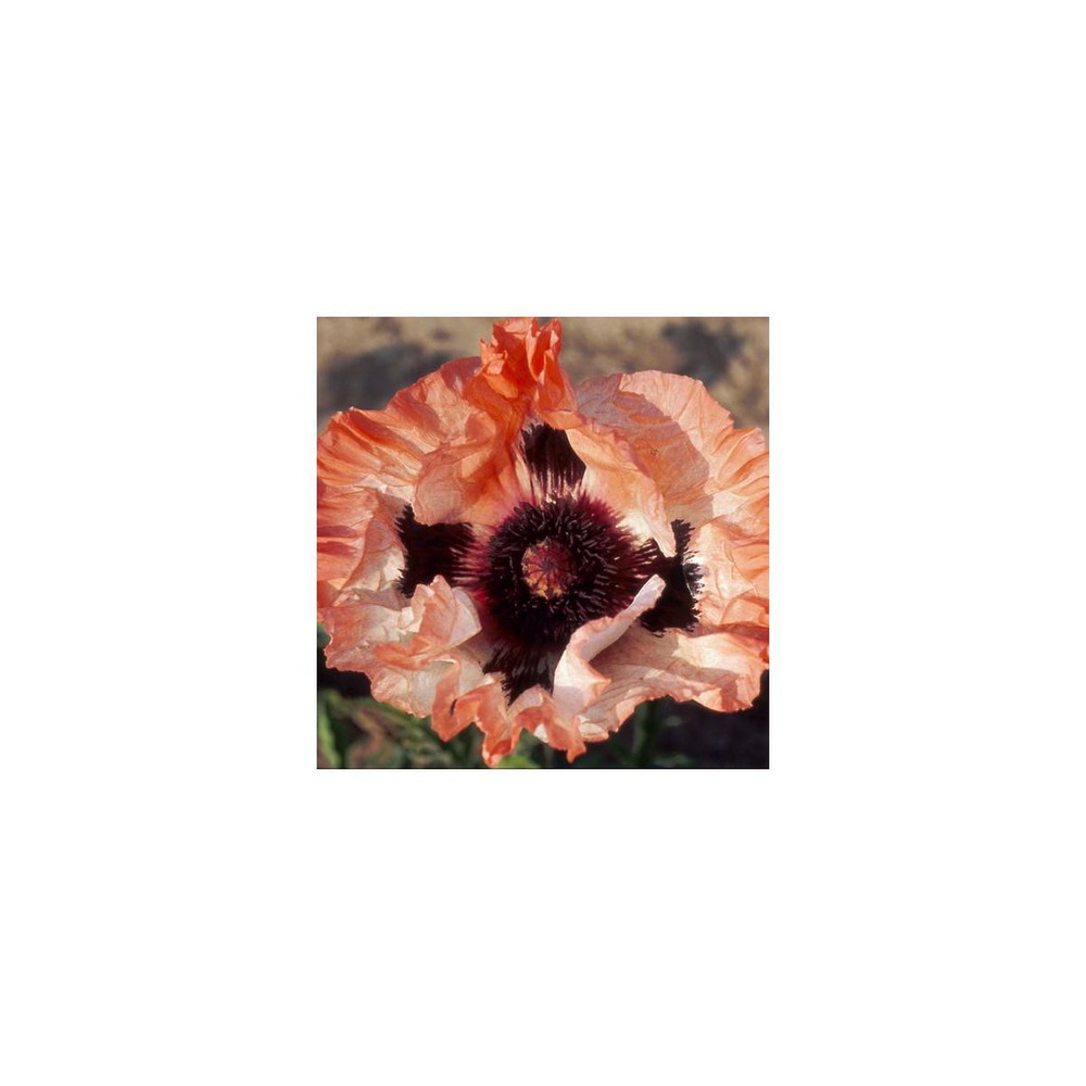 Pavot orientale picotee/papaver orientalis picotee[-]lot de 9 godets ...