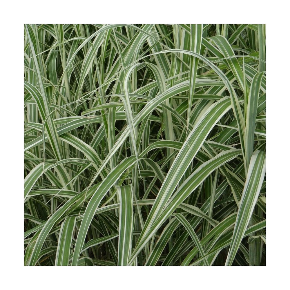 Herbe à éléphant sinensis var. Condensatus cosmopolitan/miscanthus ...