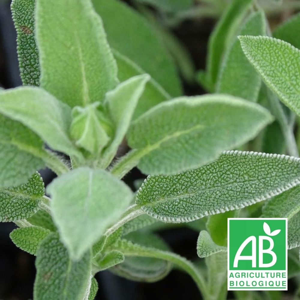 Sauge officinale bio/salvia officinalis[-]lot de 9 godets | Truffaut