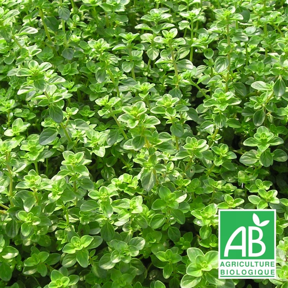Thym tabor bio/thymus pulegioides tabor[-]lot de 9 godets | Truffaut
