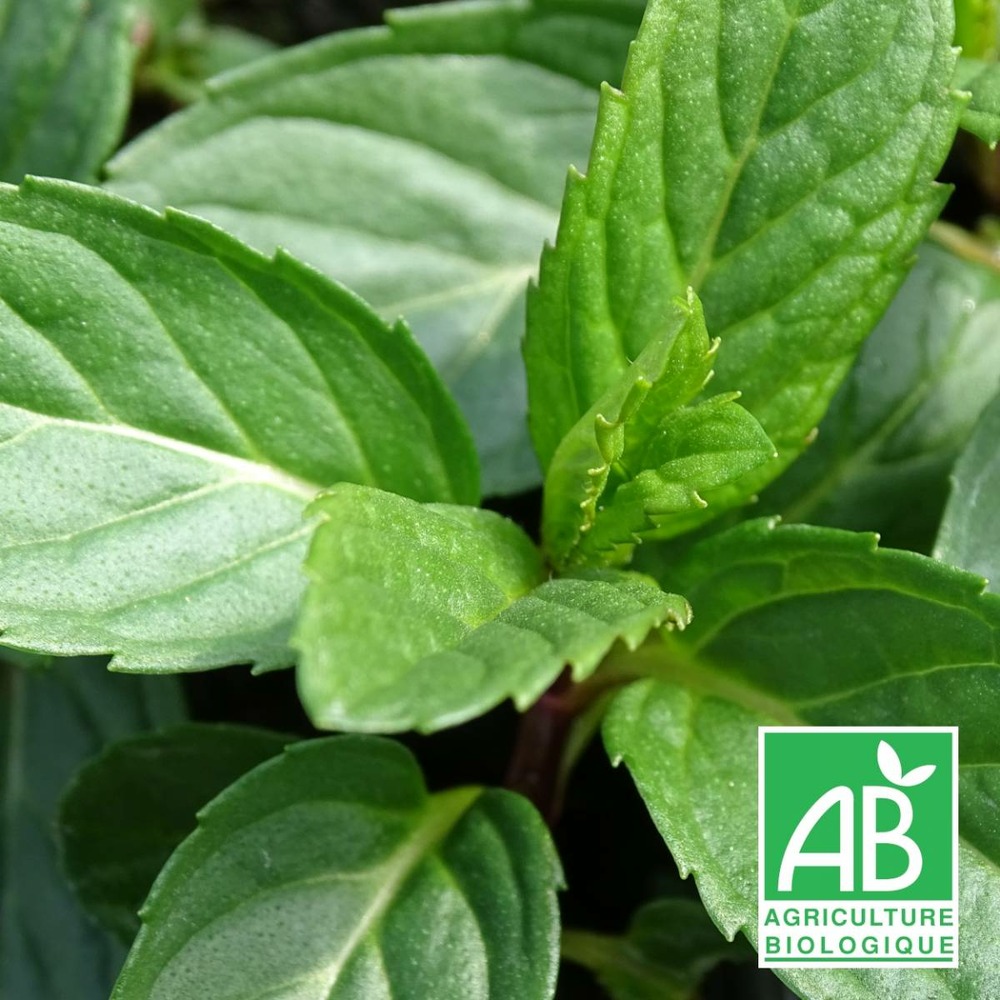 Menthe poivrée officinale bio/mentha x piperita officinalis[-]lot de 5 ...