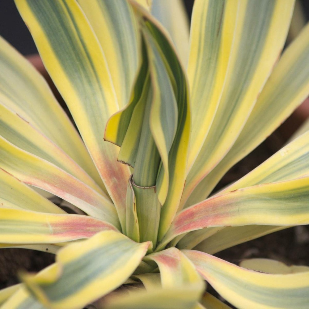 Yucca superbe gloriosa bright star/yucca gloriosa bright star[-]pot de ...
