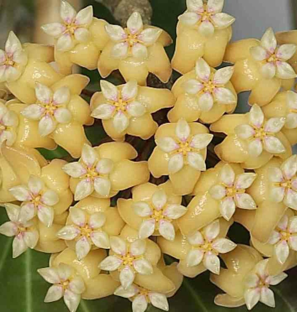 Hoya cominsii (fleur de porcelaine, fleur de cire) couleur floraison ...