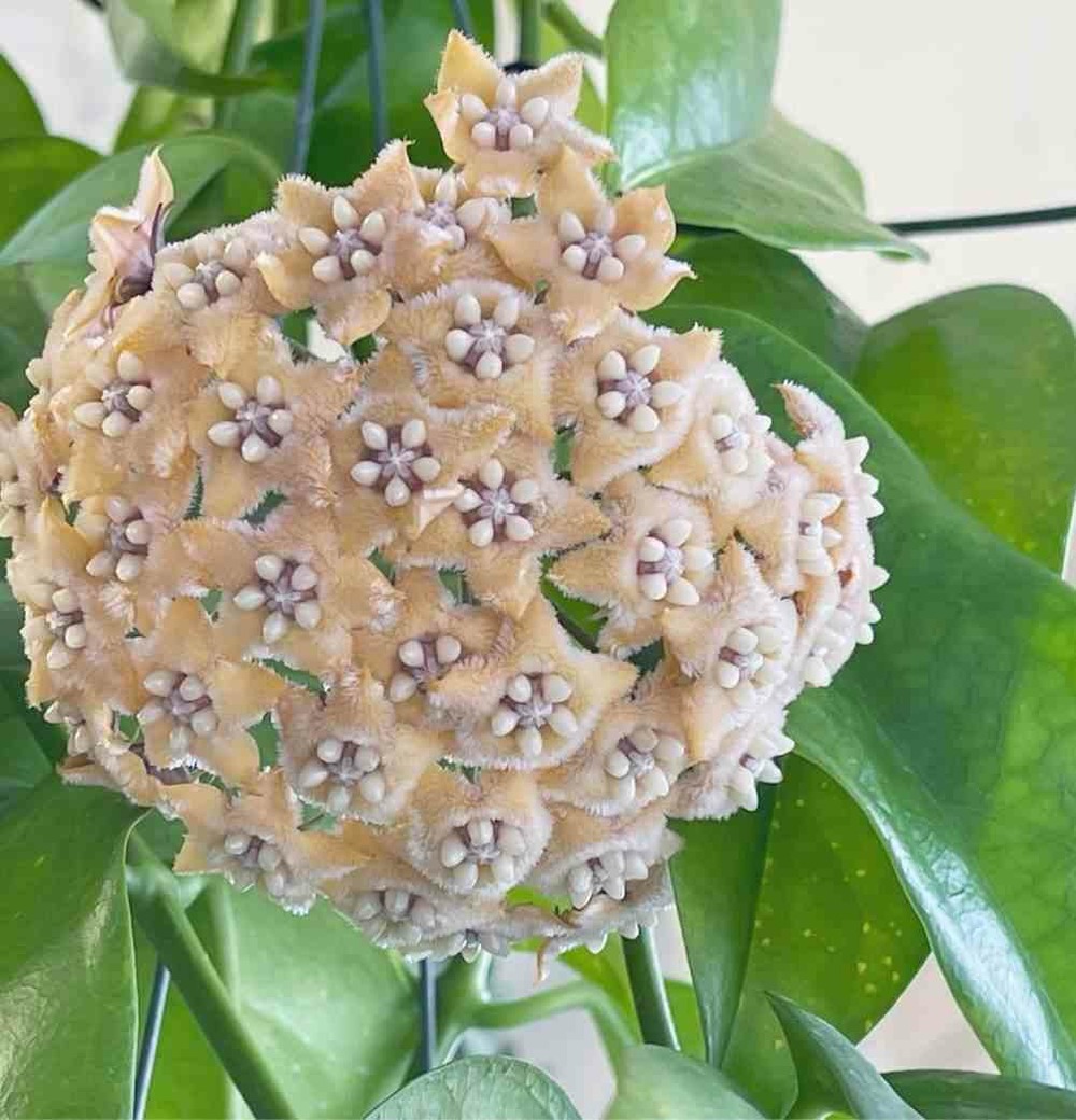 Hoya fraterna (fleur de porcelaine, fleur de cire) taille pot de 2 ...
