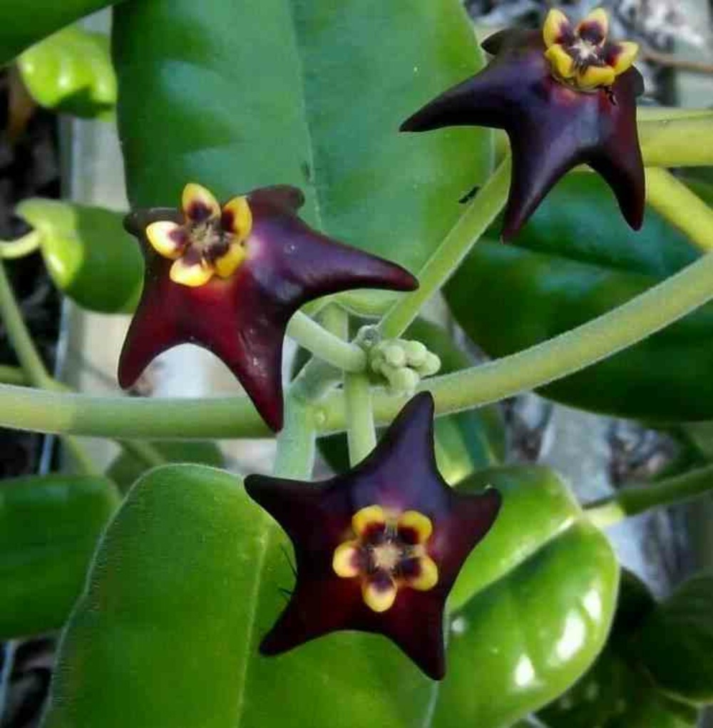Hoya ciliata (fleur de porcelaine, fleur de cire) noir - taille pot de ...