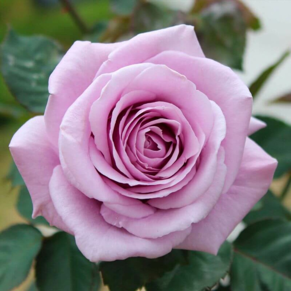Rosier 'blue girl sautari' - | Truffaut