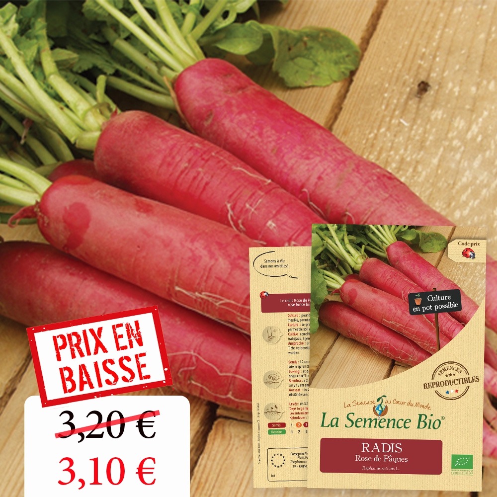 "Radis de Pâques : conseils et astuces pour une récolte réussie"