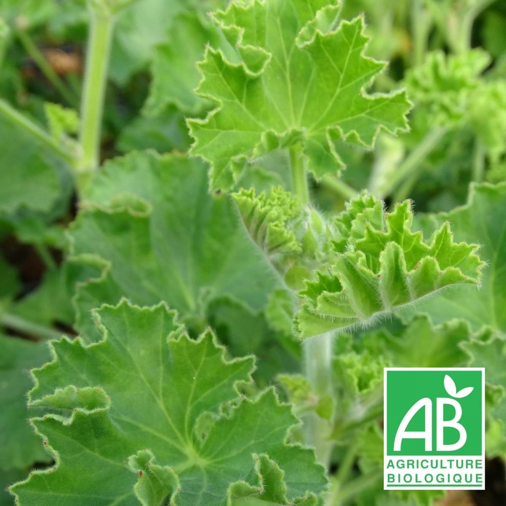 Géranium cola bio/pelargonium x cola[-]lot de 9 godets | Truffaut