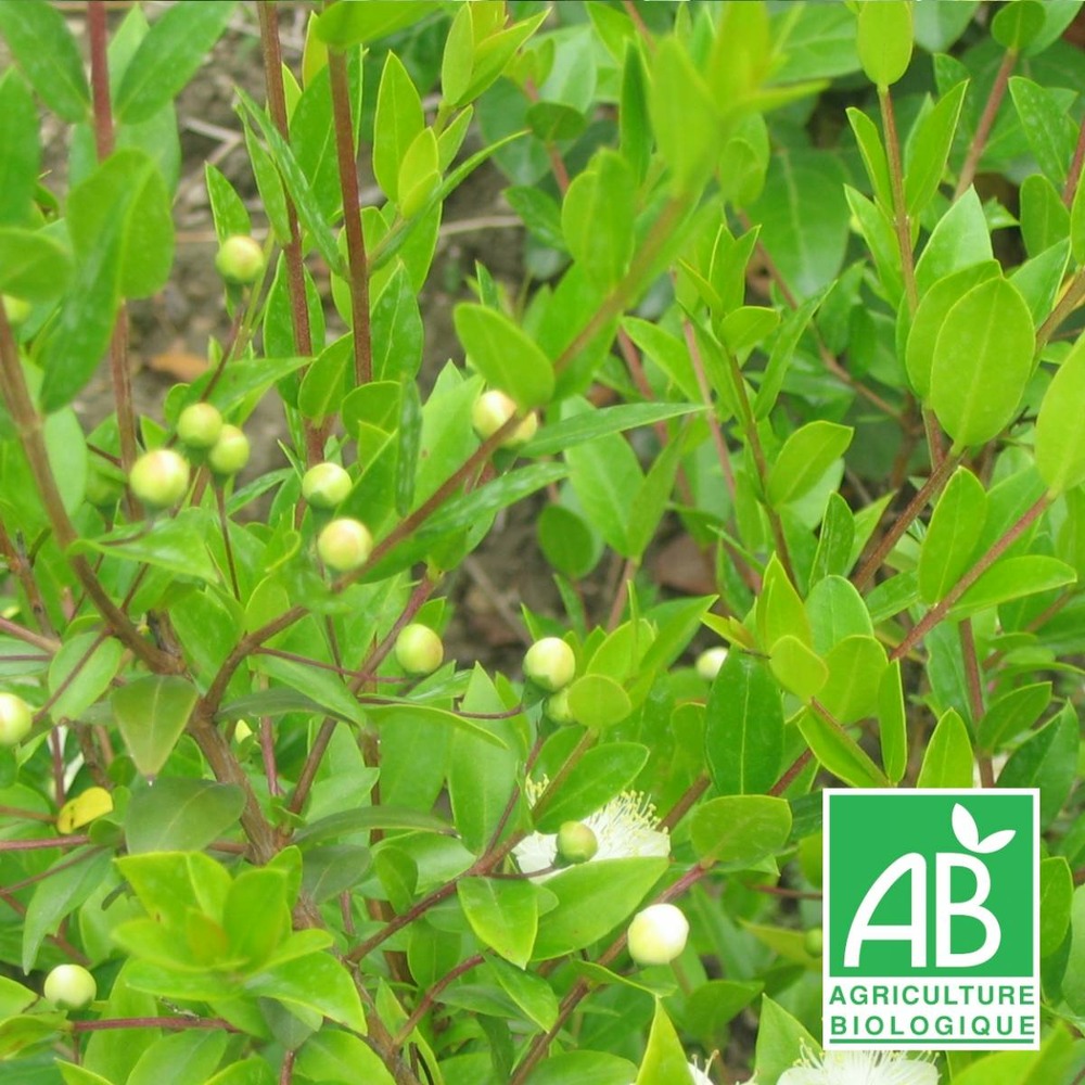 Myrte commun bio/myrtus communis[-]lot de 3 godets | Truffaut