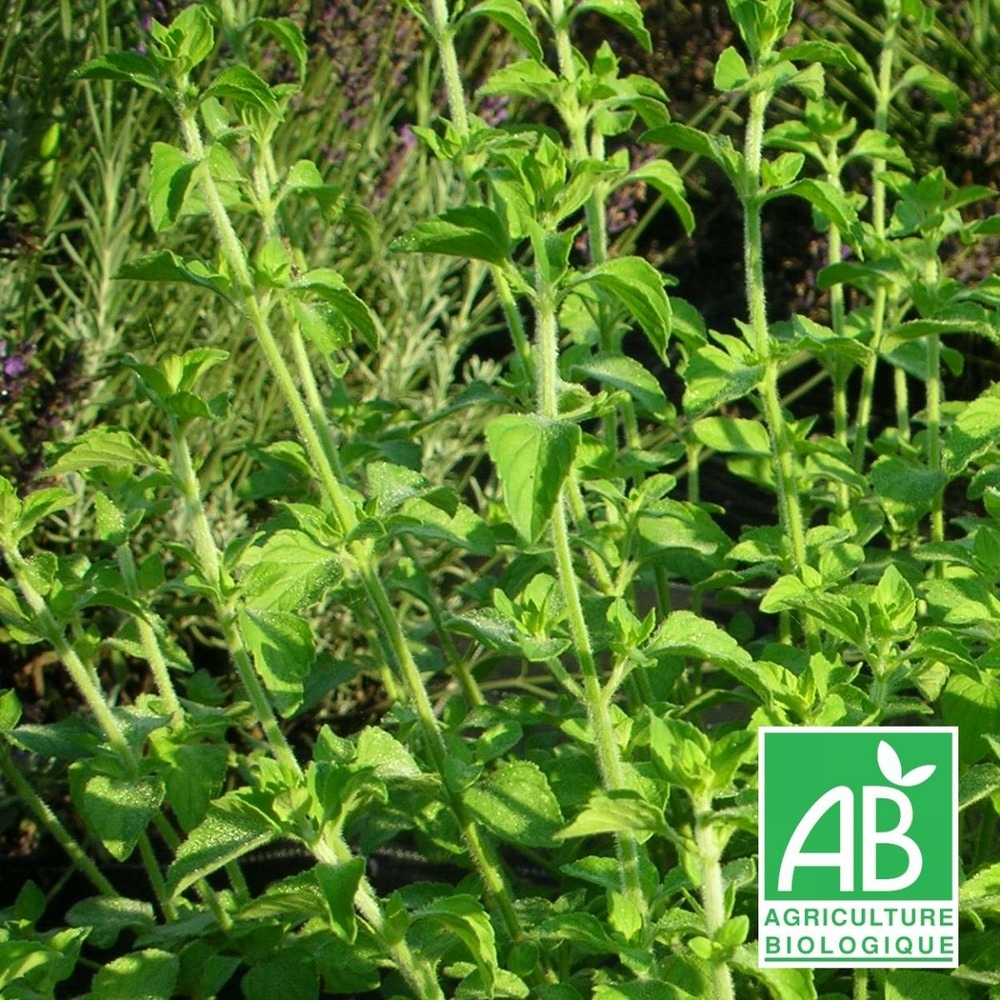 Petit calament bio/calamintha nepeta[-]lot de 9 godets | Truffaut