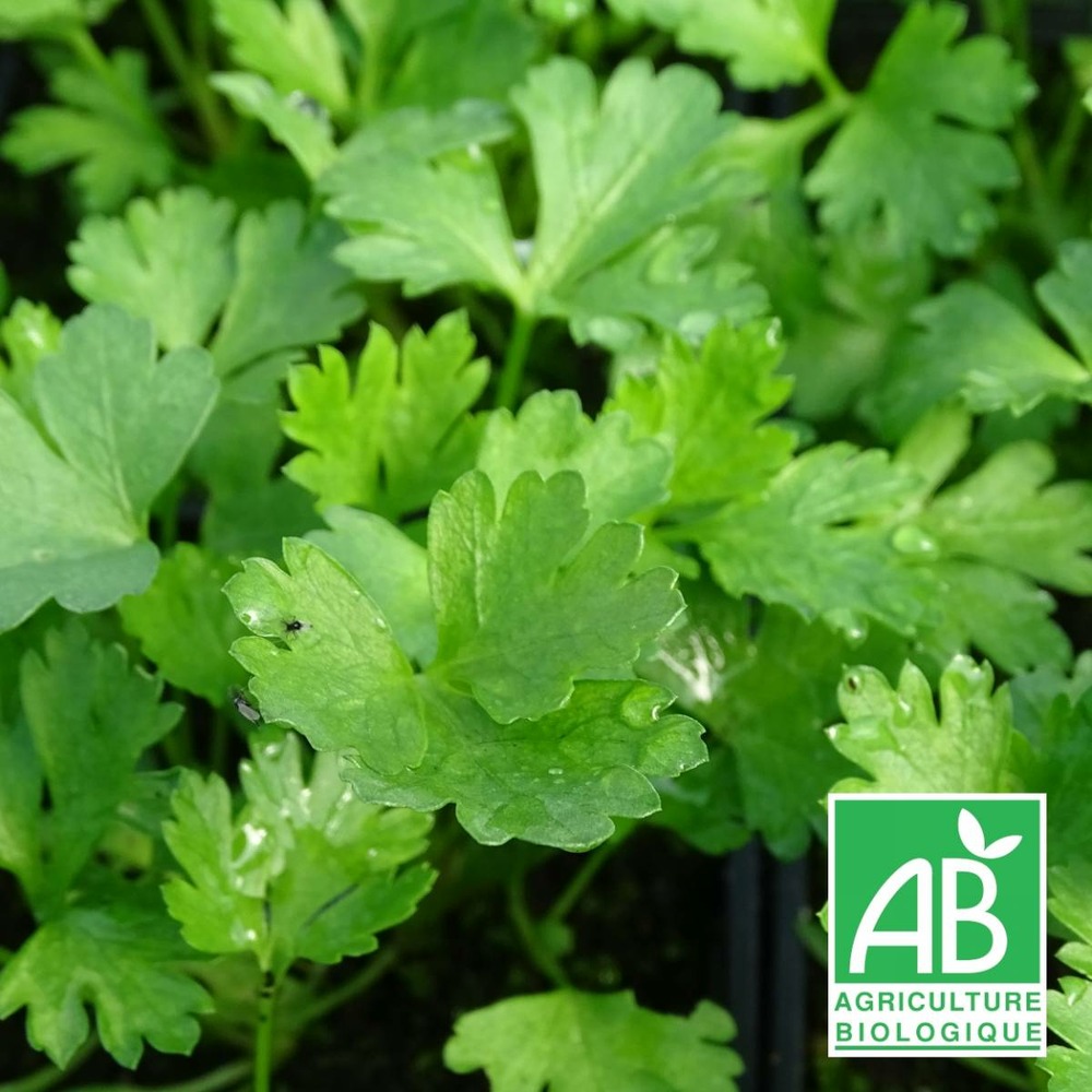 Persil commun bio/petroselinum sativum[-]lot de 5 godets | Truffaut