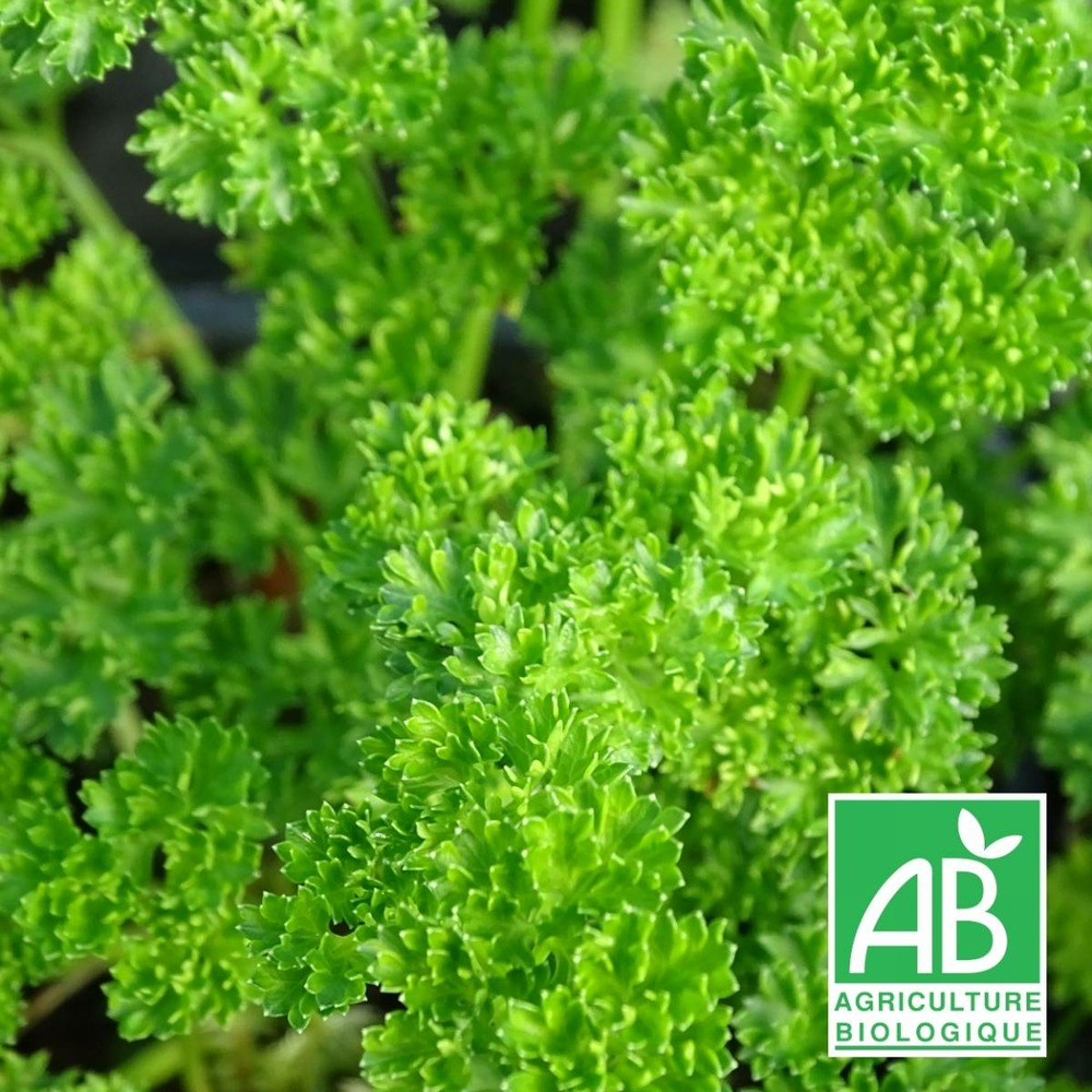 Persil frisé bio/petroselinum crispum[-]lot de 5 godets | Truffaut
