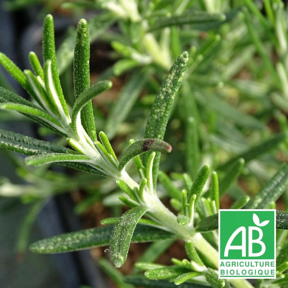 Romarin officinalis boule bio/rosmarinus officinalis boule[-]lot de 5 ...