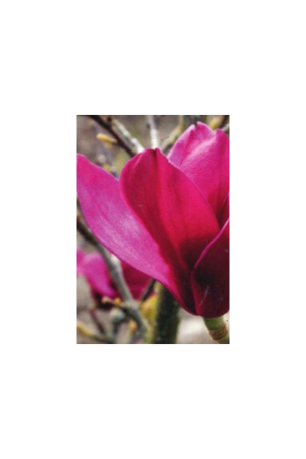 Magnolia 'pink pyramid' - pot de 3 litres | Truffaut