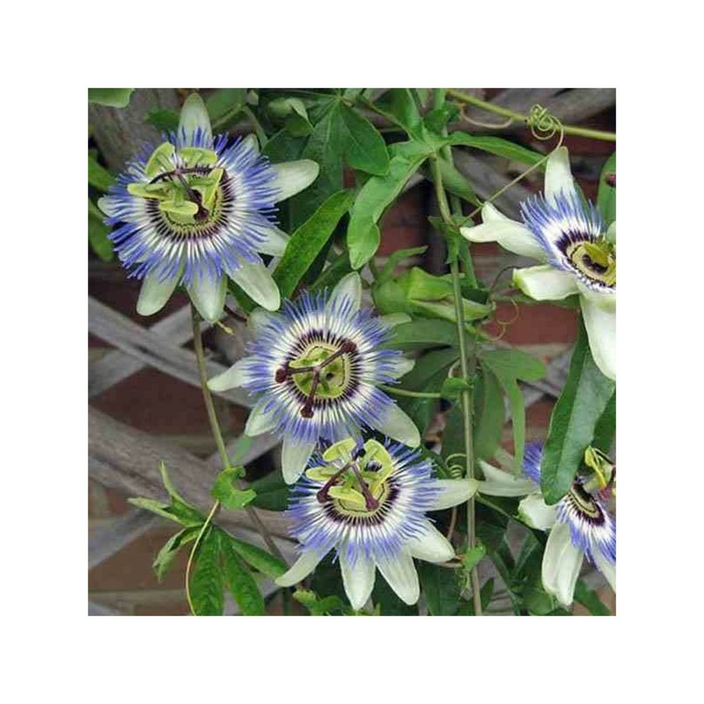 Passiflora caerulea (passiflore rustique) bleu - taille pot de 5 litres ...