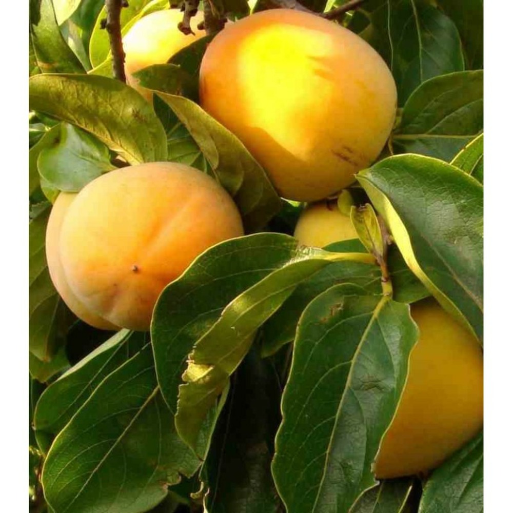 Diospyros kaki var.rojo brillante (plaqueminier) taille pot de 3 litres ...