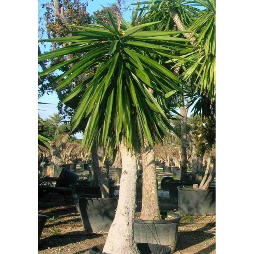 Yucca elephantipes (yucca pied d'éléphant) blanc - taille pot de 160l ...