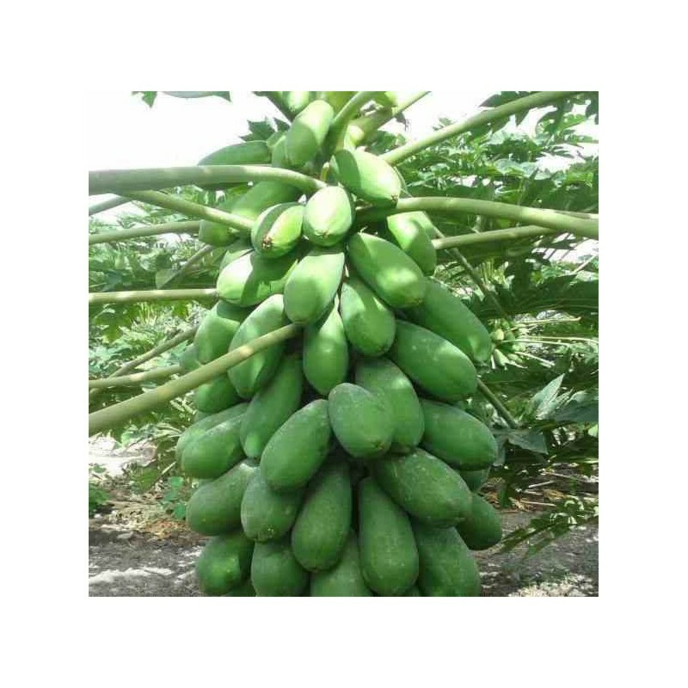 Papayer carica papaya var. Intenzza taille pot de 7 litres ? 60/80 cm ...