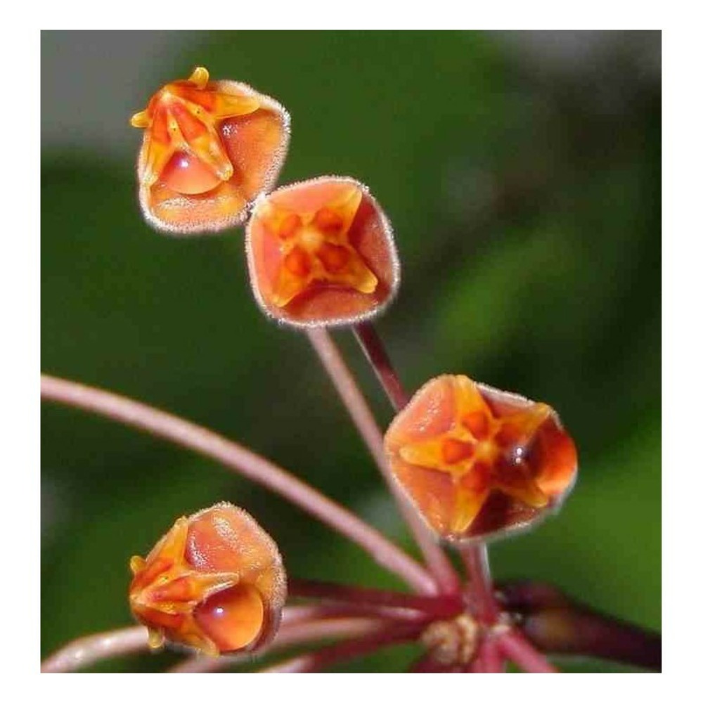 Hoya loheri (fleur de porcelaine, fleur de cire) rouge - taille pot de ...