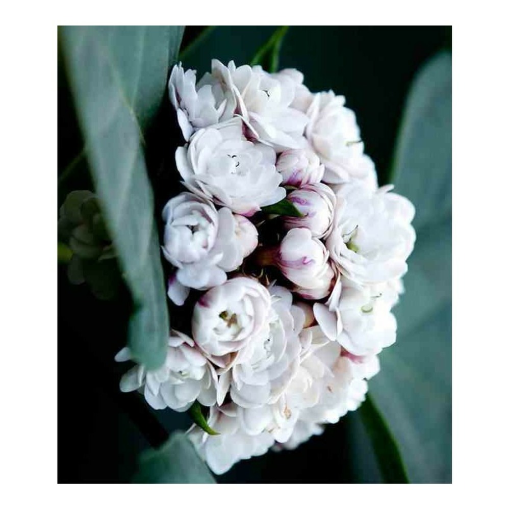 Clerodendrum fragrans (syn. C. Philippinum) clérodendron blanc - taille ...