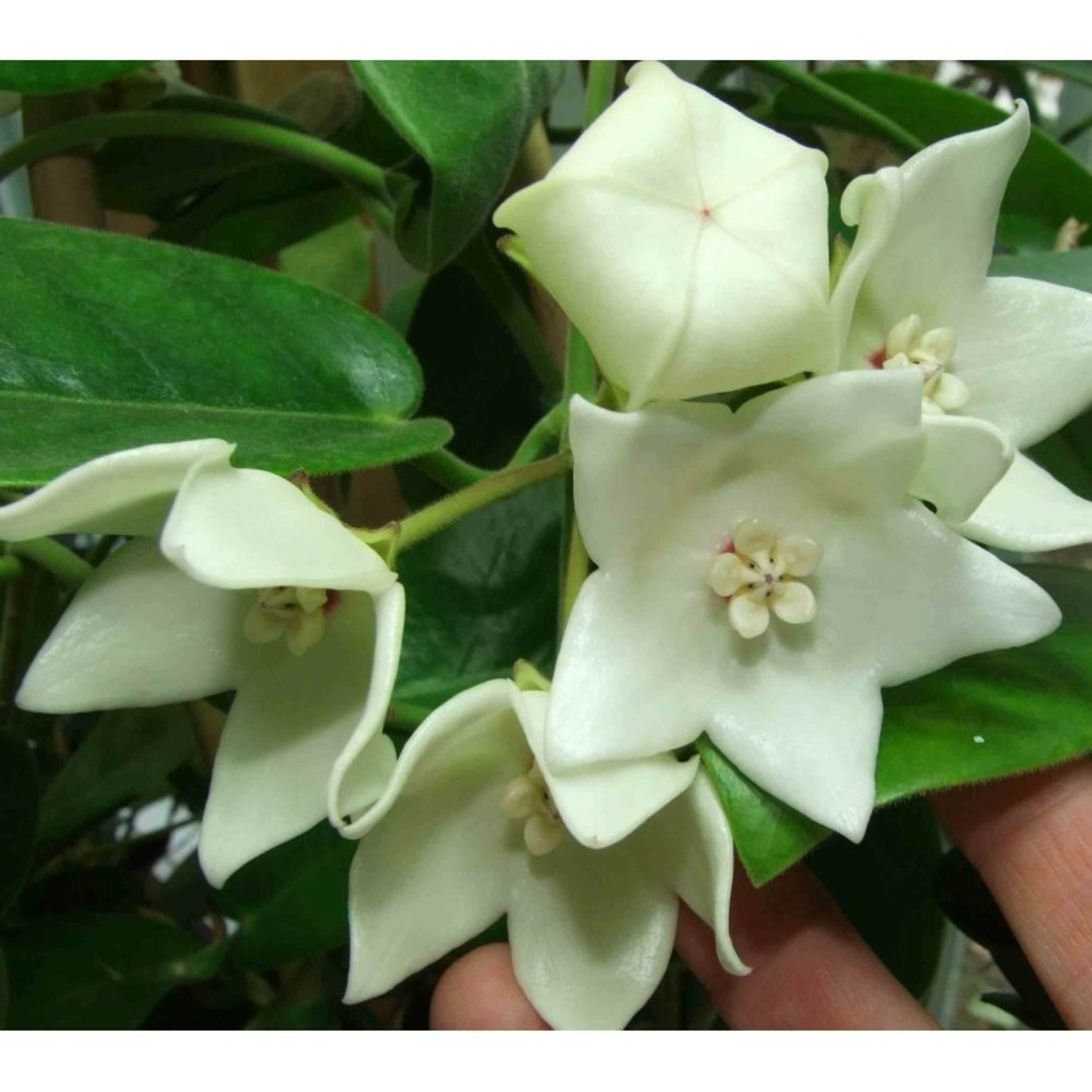 Hoya magnifica (fleur de porcelaine, fleur de cire) blanc - taille pot ...