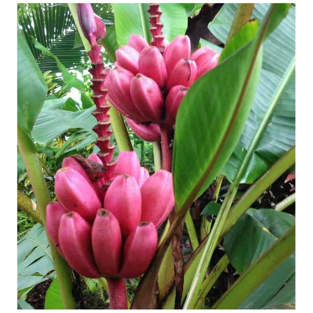 Bananier musa velutina rose - taille pot de 2 litres ? 20/30 cm | Truffaut