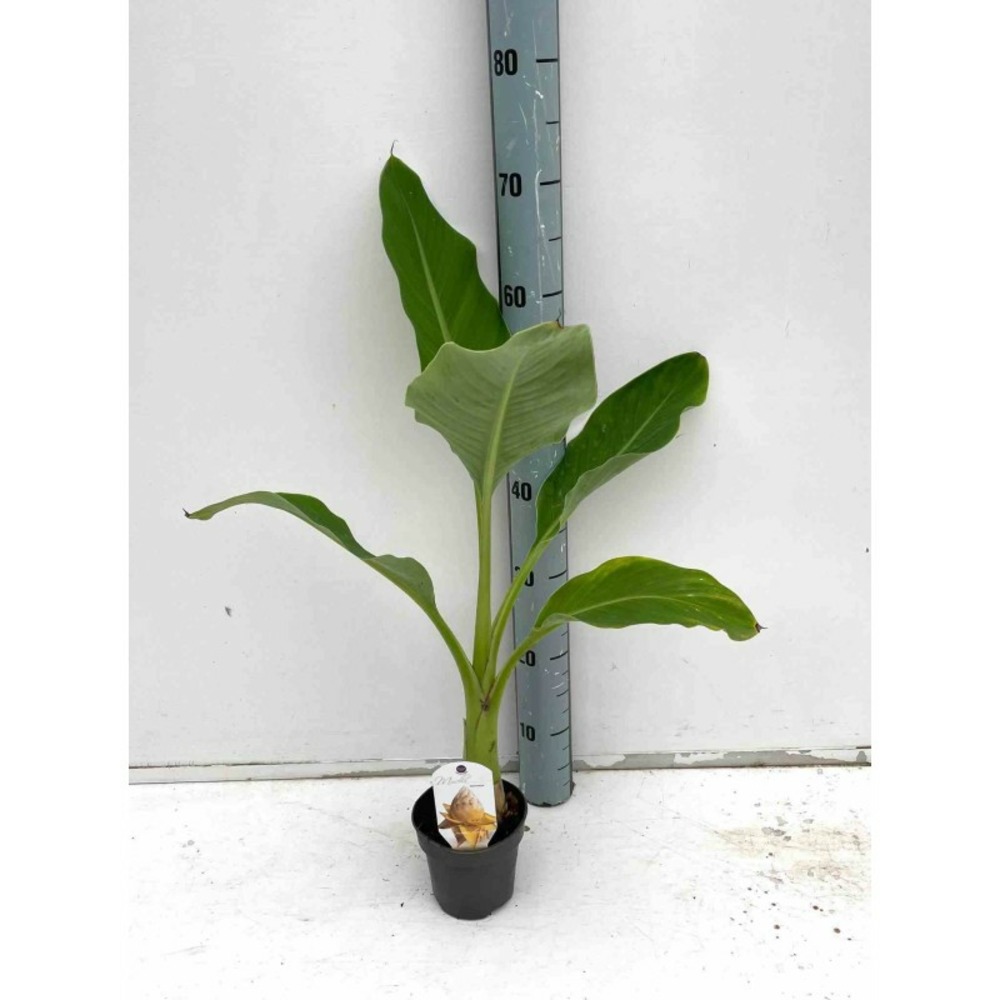 Musella lasiocarpa (bananier lotus d'or) jaune - taille pot de 6 litres ...