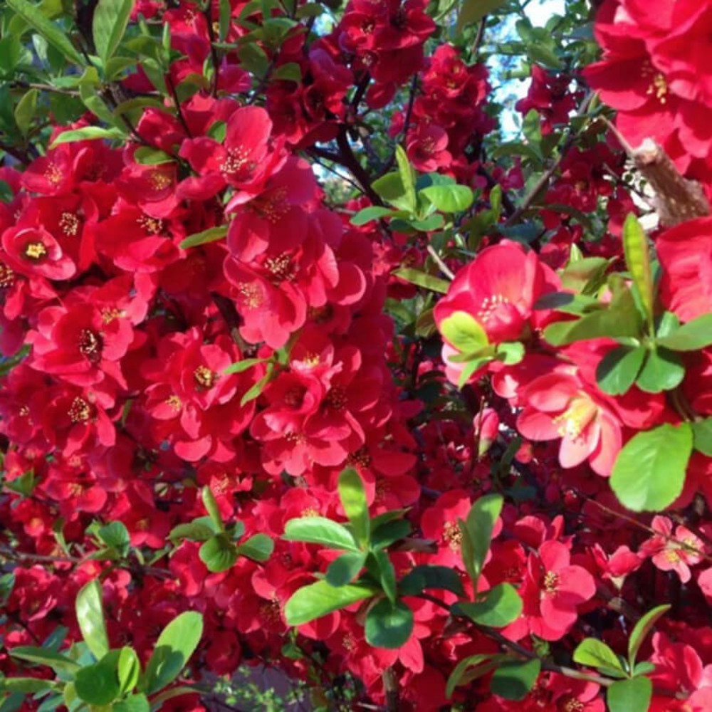 Rosier 'ruby pop' - | Truffaut