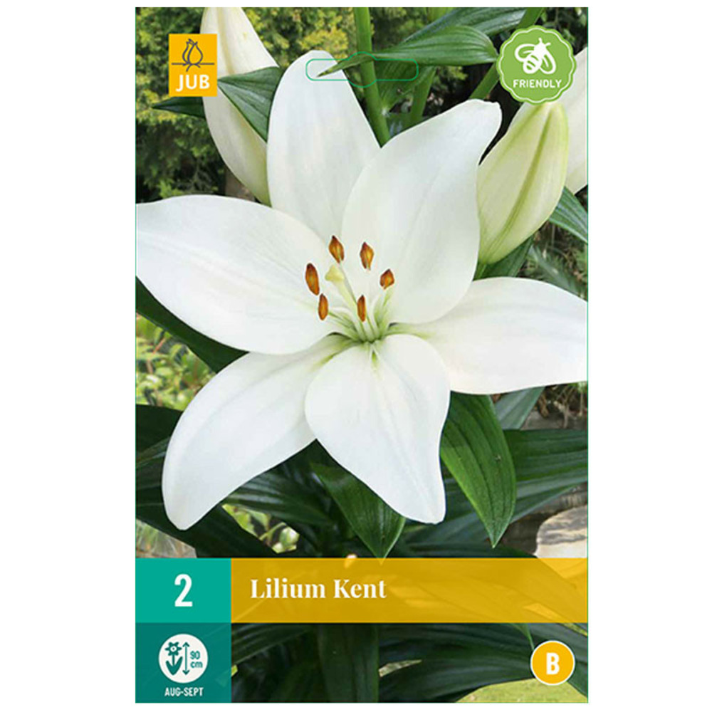 2 bulbes lys lilium kent | Truffaut