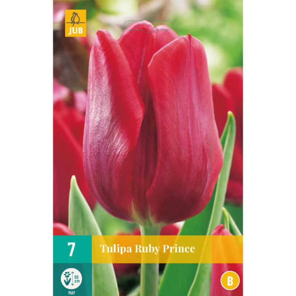 7 tulipes ruby prince | Truffaut