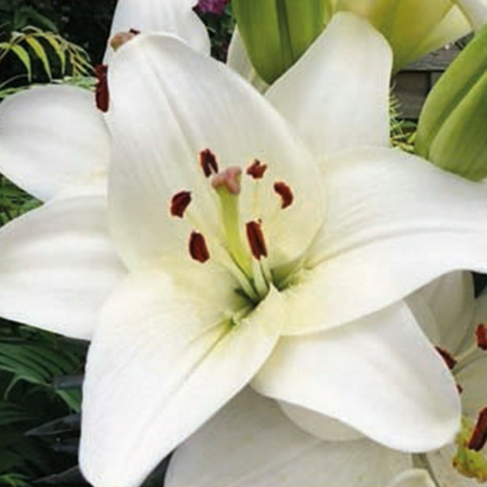 2 lys happy snow | Truffaut