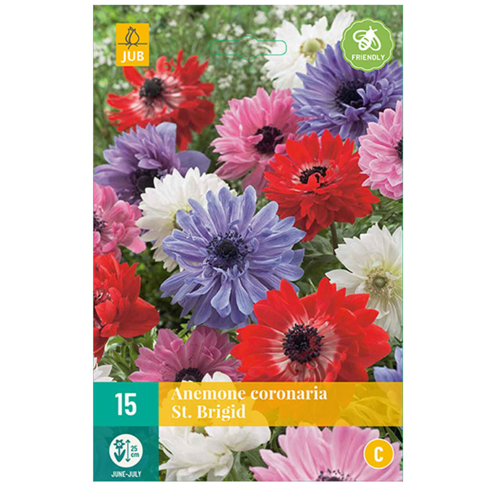 Mix de 15 anemones coronaria st. Brigid | Truffaut